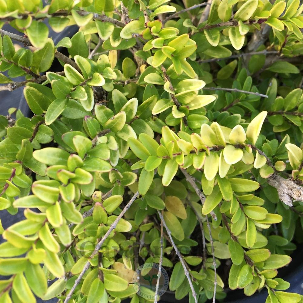 Box Honeysuckle (Lonicera pileata var. yunnanensis Ophelia™) in the ...