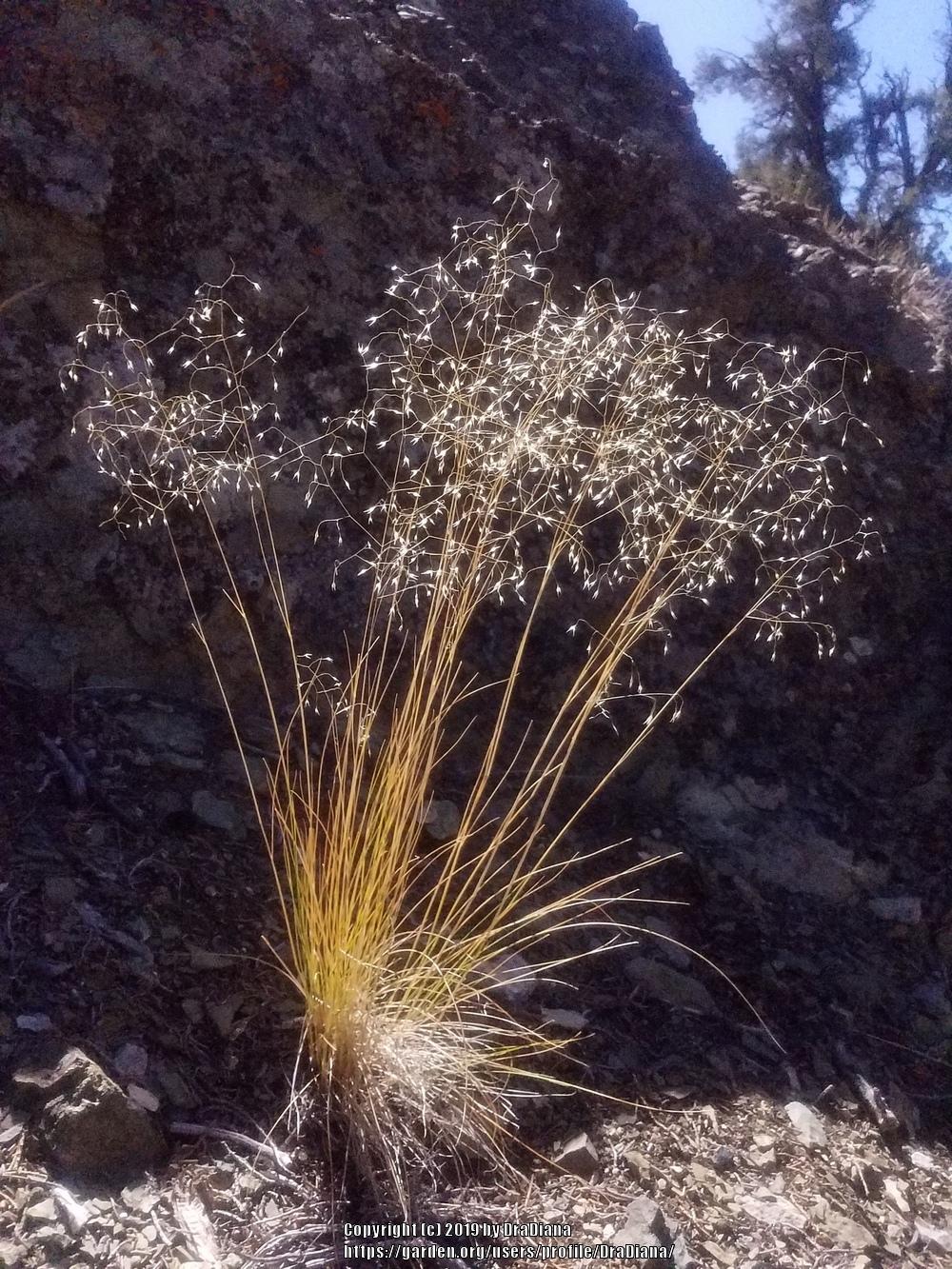 Indian Ricegrass (Eriocoma hymenoides) - Garden.org
