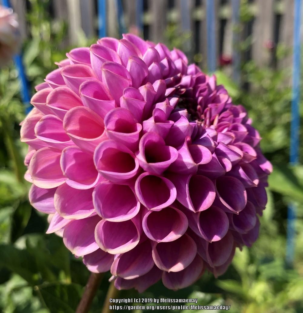 Dahlia 'Isabel' in the Dahlias Database - Garden.org