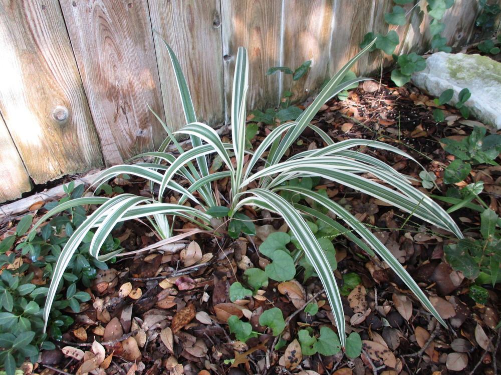 Variegated Flax Lily (Dianella tasmanica 'Variegata') - Garden.org
