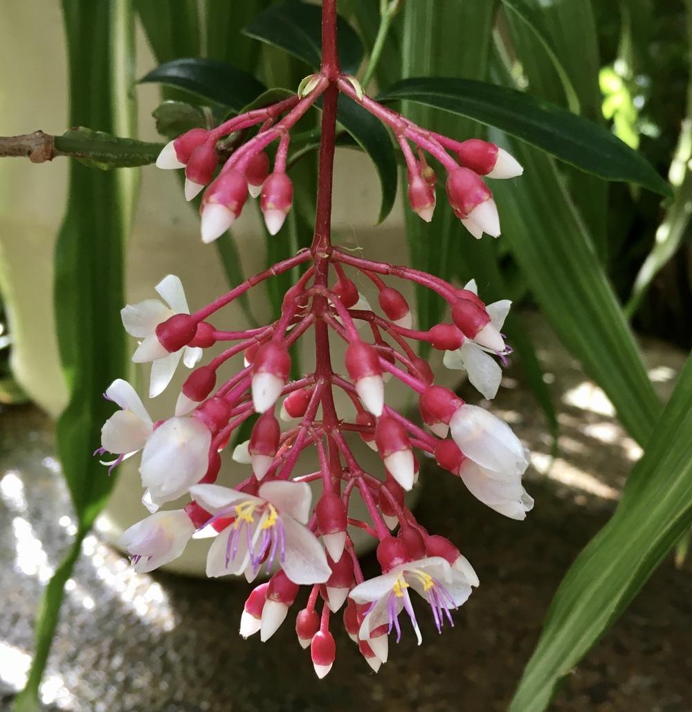 Rose Grape (Medinilla 'Magic') - Garden.org