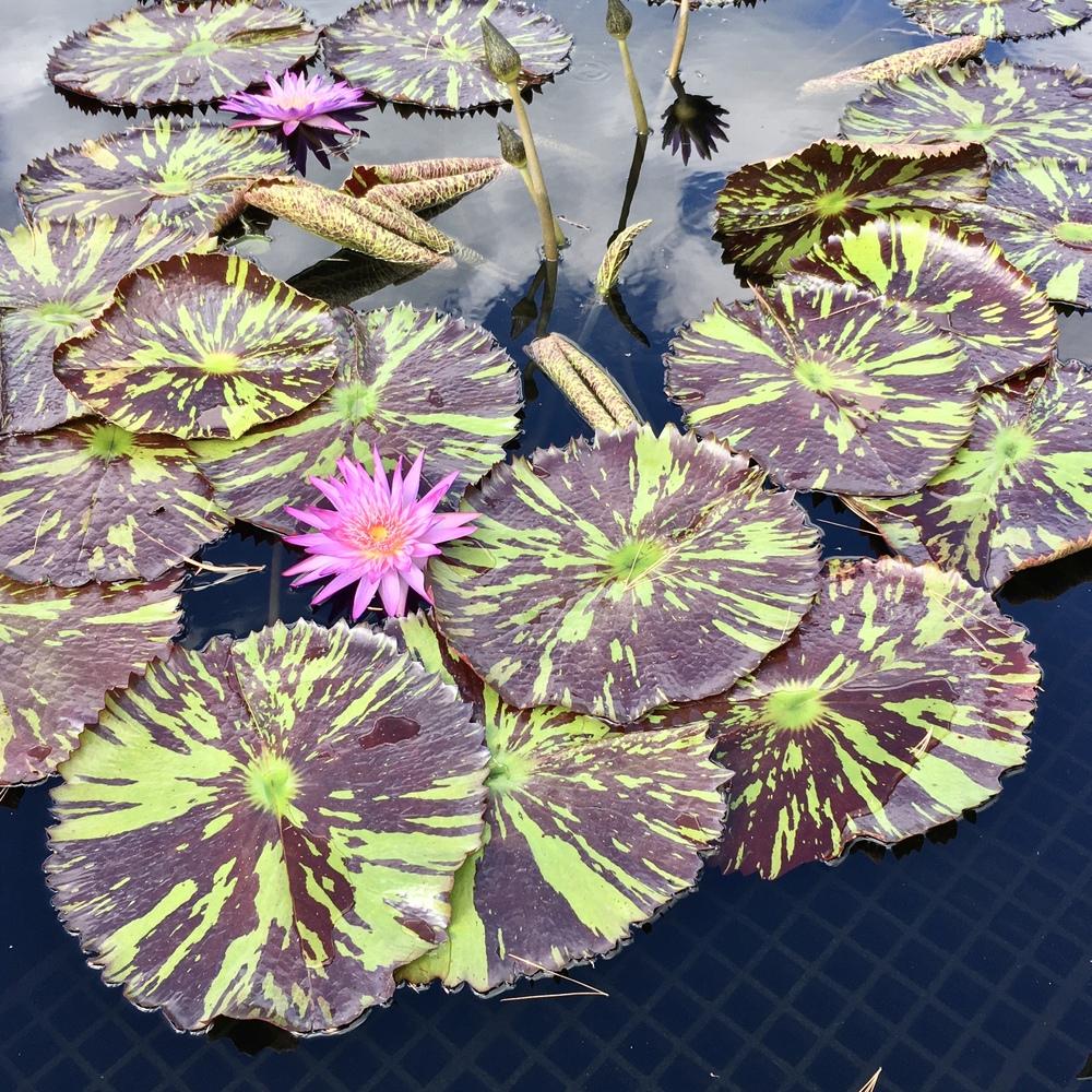 Nymphaeas: Plant Care and Collection of Varieties - Garden.org