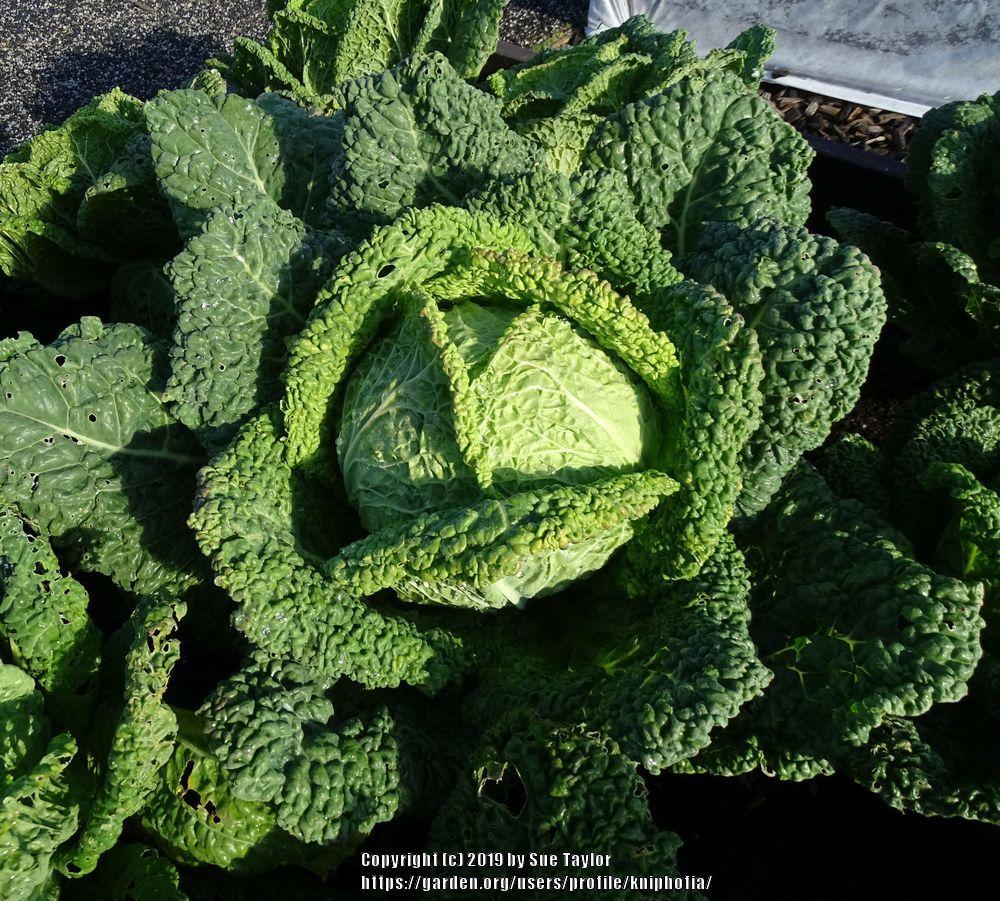 Brassicas: Plant Care and Collection of Varieties - Garden.org