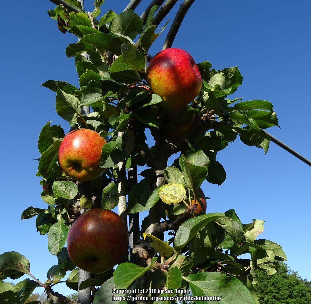 Apples: Plant Care and Collection of Varieties - Garden.org