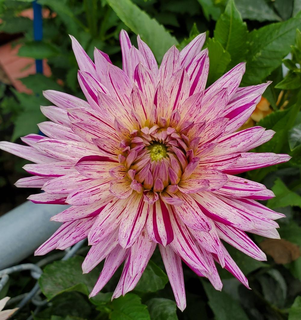 Dahlia 'Clearview Splash' in the Dahlias Database - Garden.org