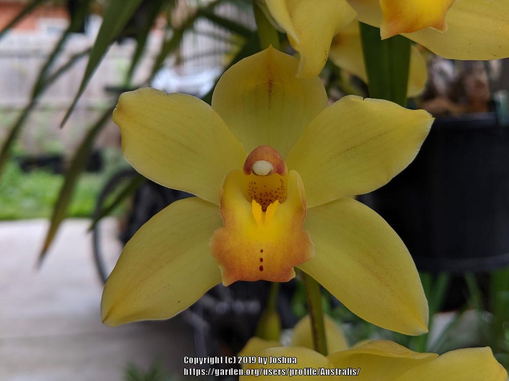 Orchid (Cymbidium Bellissimo 'Orange & Lemon') - Garden.org