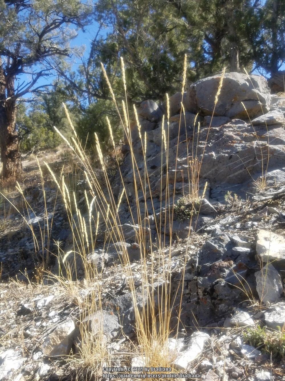 James' Galleta (Hilaria jamesii) - Garden.org