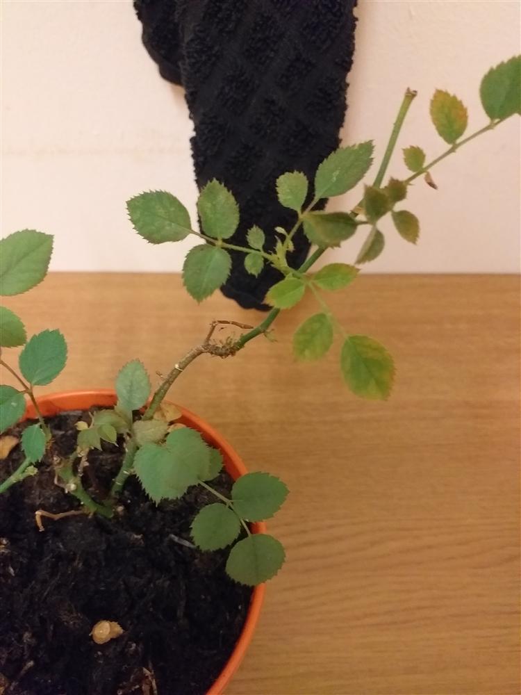 Help me help this neglected mini rose! in the Roses forum - Garden.org