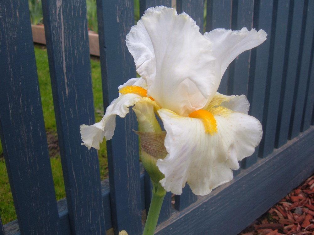 Photo of the bloom of Tall Bearded Iris (Iris 'White Lightning') posted ...