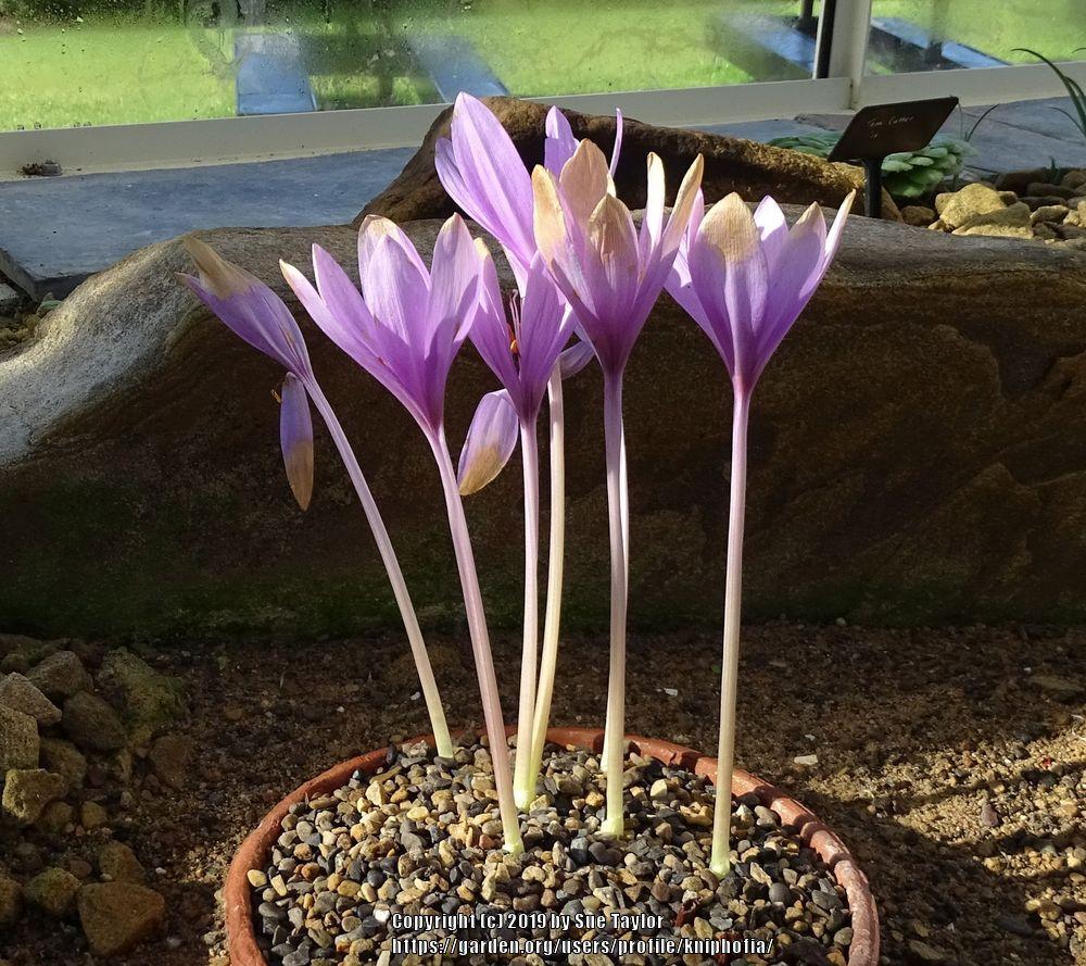 Colchicums: Plant Care and Collection of Varieties - Garden.org