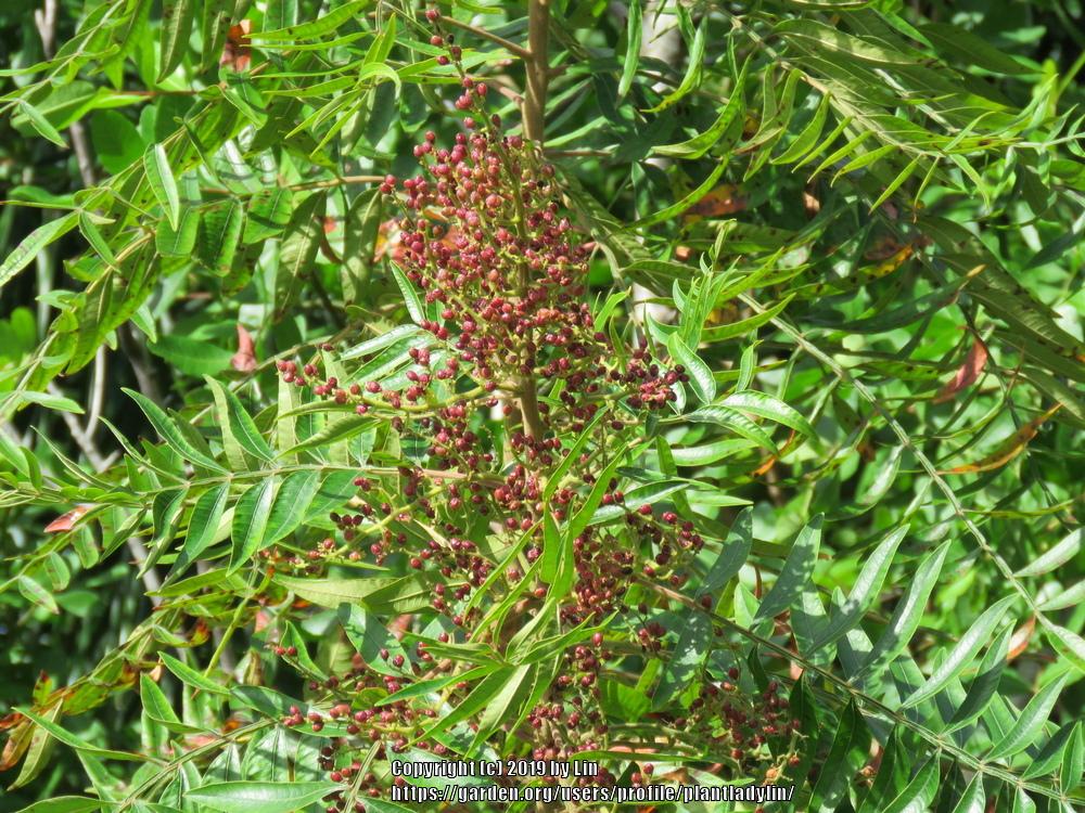 Photo of the fruit of Winged Sumac (Rhus copallina) posted by ...