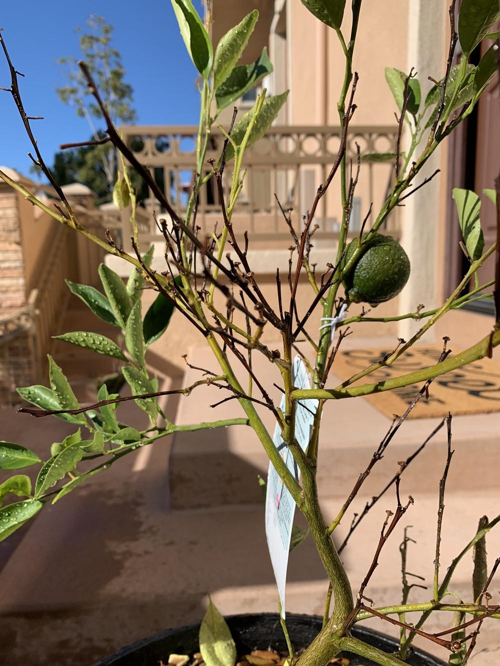 Q. [HELP] My tangerine tree is dying? in the Ask a Question forum ...