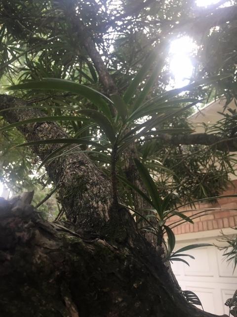 Tree Identification Help!!! in the Plant ID forum - Garden.org