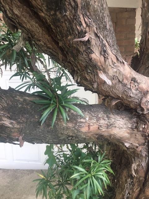 Tree Identification Help!!! in the Plant ID forum - Garden.org