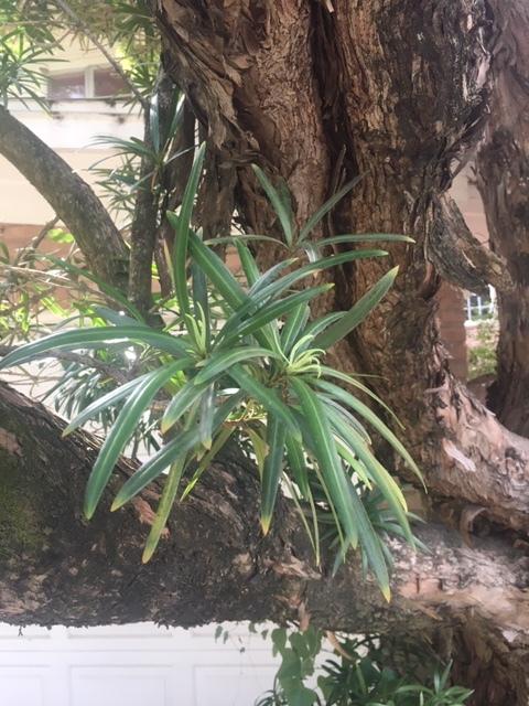 Tree Identification Help!!! in the Plant ID forum - Garden.org