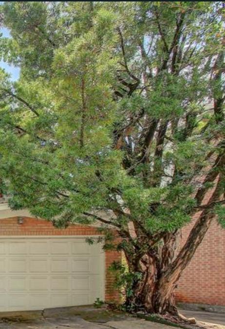 Tree Identification Help!!! in the Plant ID forum - Garden.org