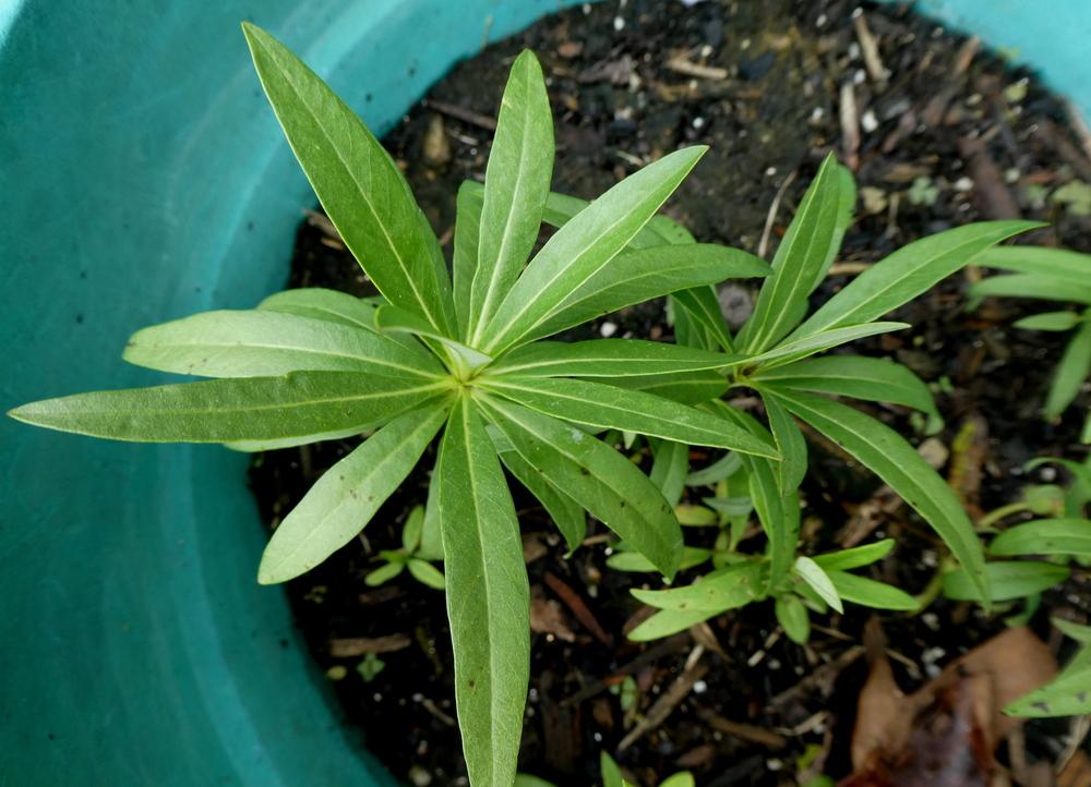 Photo of the leaves of Willow Amsonia (Amsonia tabernaemontana) posted ...