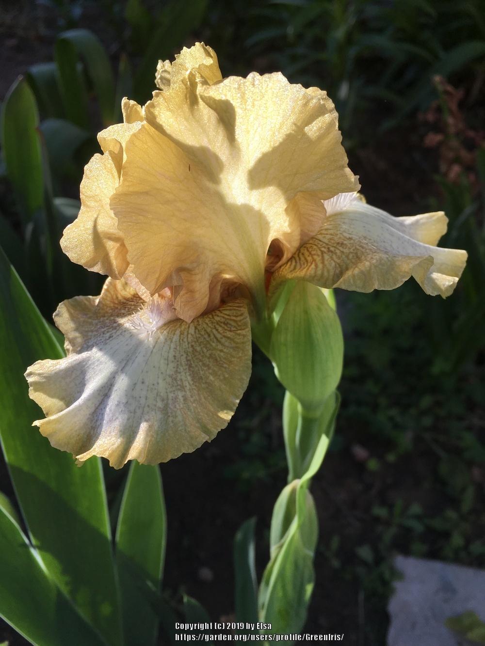 Intermediate Bearded Iris (Iris 'Goddess of Green') in the Irises ...