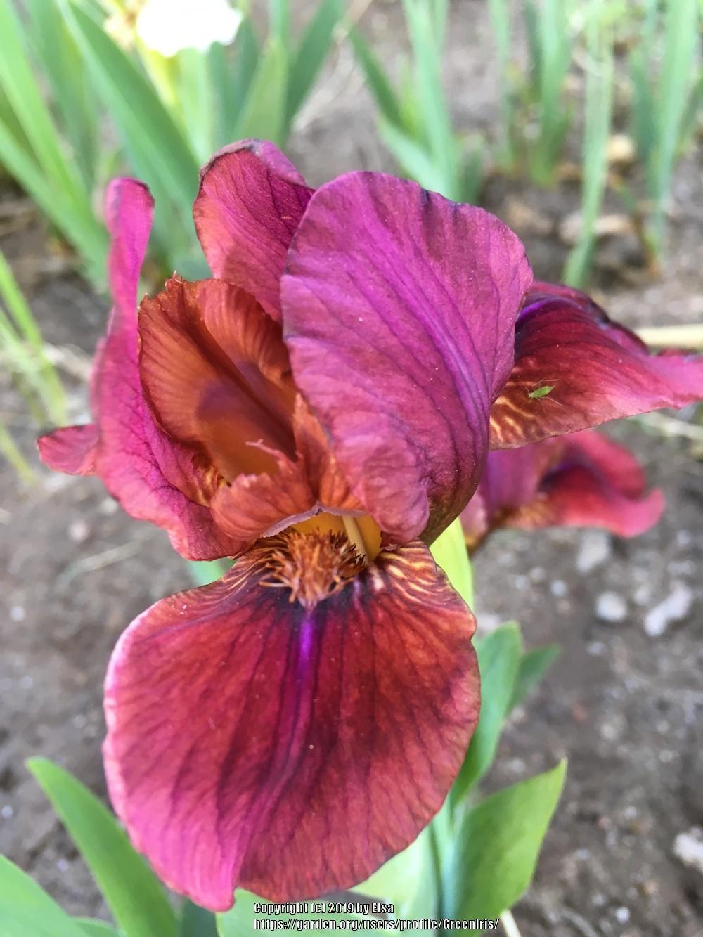 Standard Dwarf Bearded Iris (Iris 'Flag Red') in the Irises Database ...