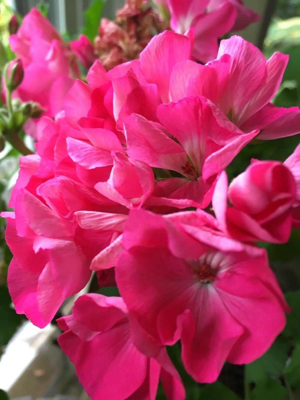 Zonal Geranium (Pelargonium x hortorum Designer Hot Pink) in the ...
