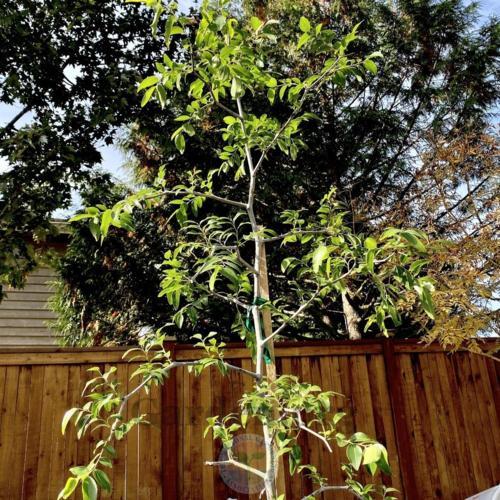 Common Jujube (Ziziphus jujuba 'Lang') in the Jujubes Database - Garden.org