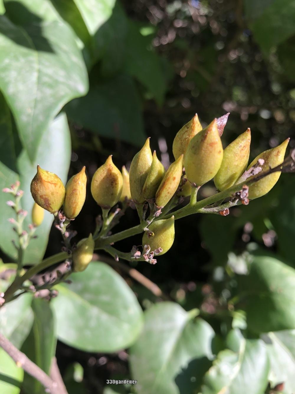 Photo of the seed pods or heads of Lilacs (Syringa) posted by ...