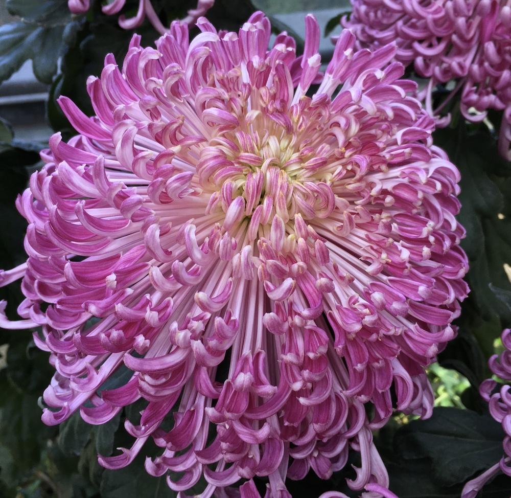 Spider Mum (Chrysanthemum 'Flair') - Garden.org