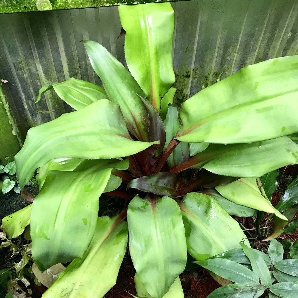 Bromeliad (Aechmea tayoensis) - Garden.org