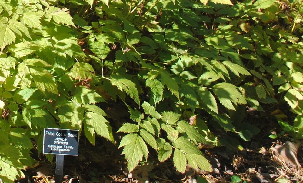 Photo of the leaves of Appalachian False Goat's Beard (Astilbe ...
