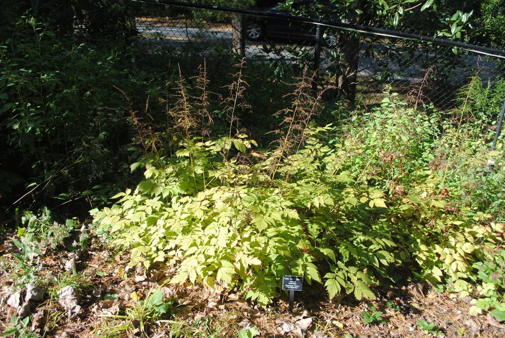 Photo of the entire plant of Appalachian False Goat's Beard (Astilbe ...
