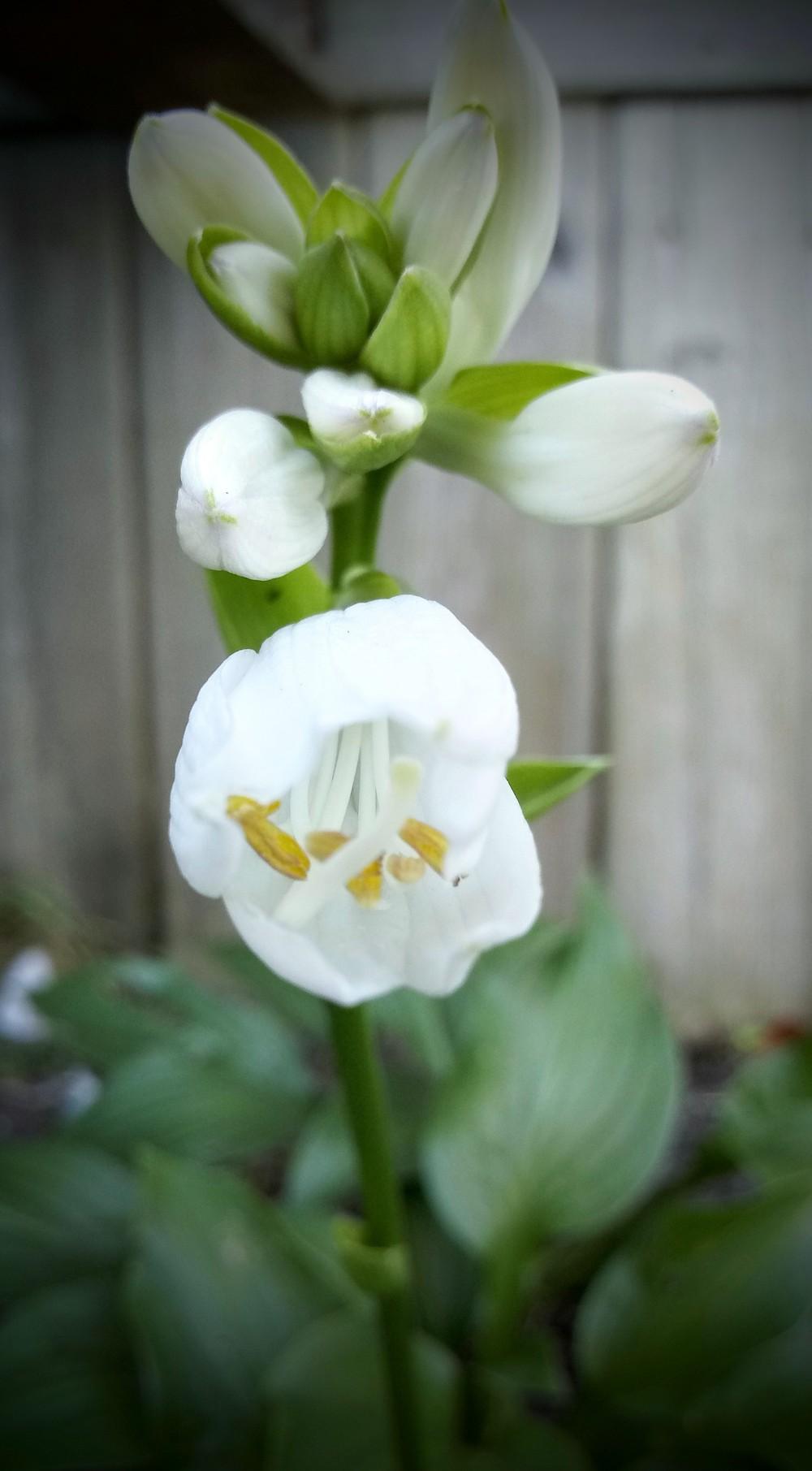 Hosta (Hosta plantaginea 'Aphrodite') in the Hostas Database - Garden.org