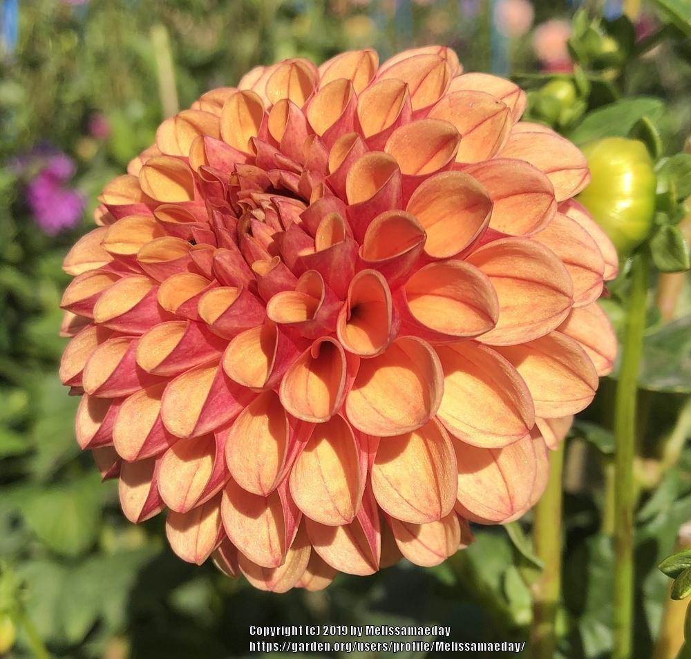 Dahlia 'Hy Suntan' in the Dahlias Database - Garden.org
