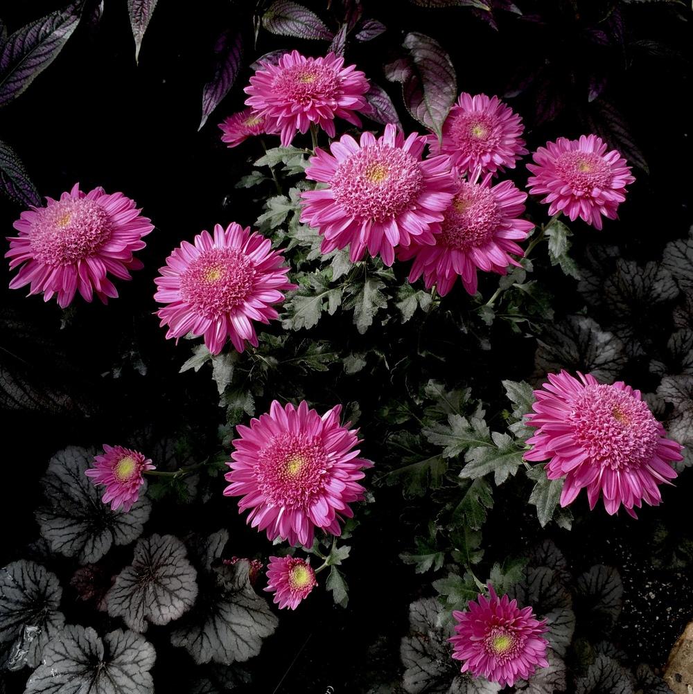 Photo of the entire plant of Anemone Mum (Chrysanthemum 'Purple Light ...