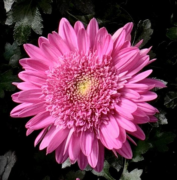 Photo of the bloom of Anemone Mum (Chrysanthemum 'Purple Light') posted ...