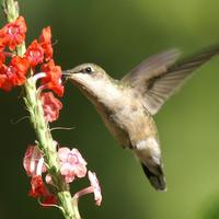 Red Porterweed (Stachytarpheta mutabilis) - Garden.org