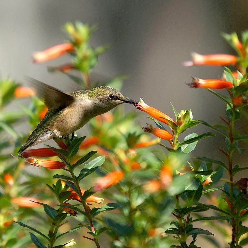 Photo of the bloom of Large Firecracker Plant (Cuphea Vermillionaire ...