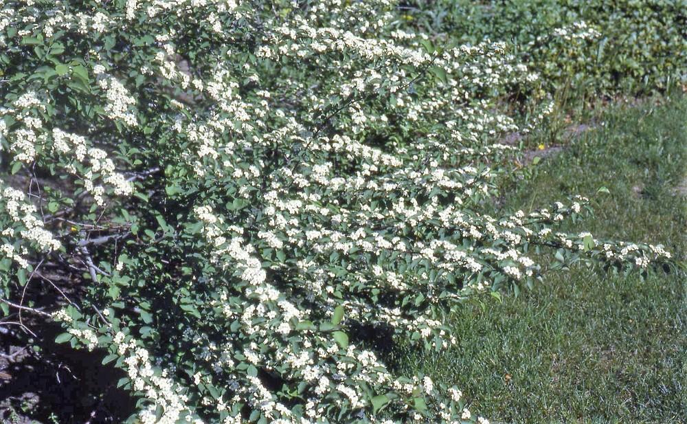Many-Flowered Cotoneaster (Cotoneaster multiflorus) - Garden.org