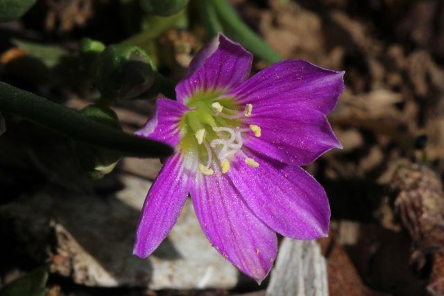 Photo of the bloom of Pygmy Bitterroot (Lewisia pygmaea) posted by ...