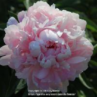 Photo of the bloom of Peony (Paeonia lactiflora 'Walter Faxon') posted ...