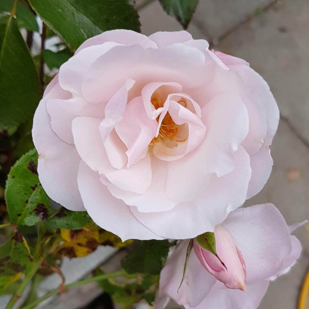 Rose (Rosa 'Prima') in the Roses Database - Garden.org