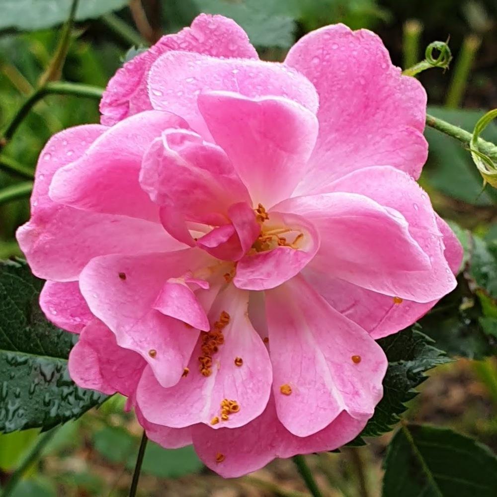 Rose (Rosa 'Magic Carpet') in the Roses Database - Garden.org