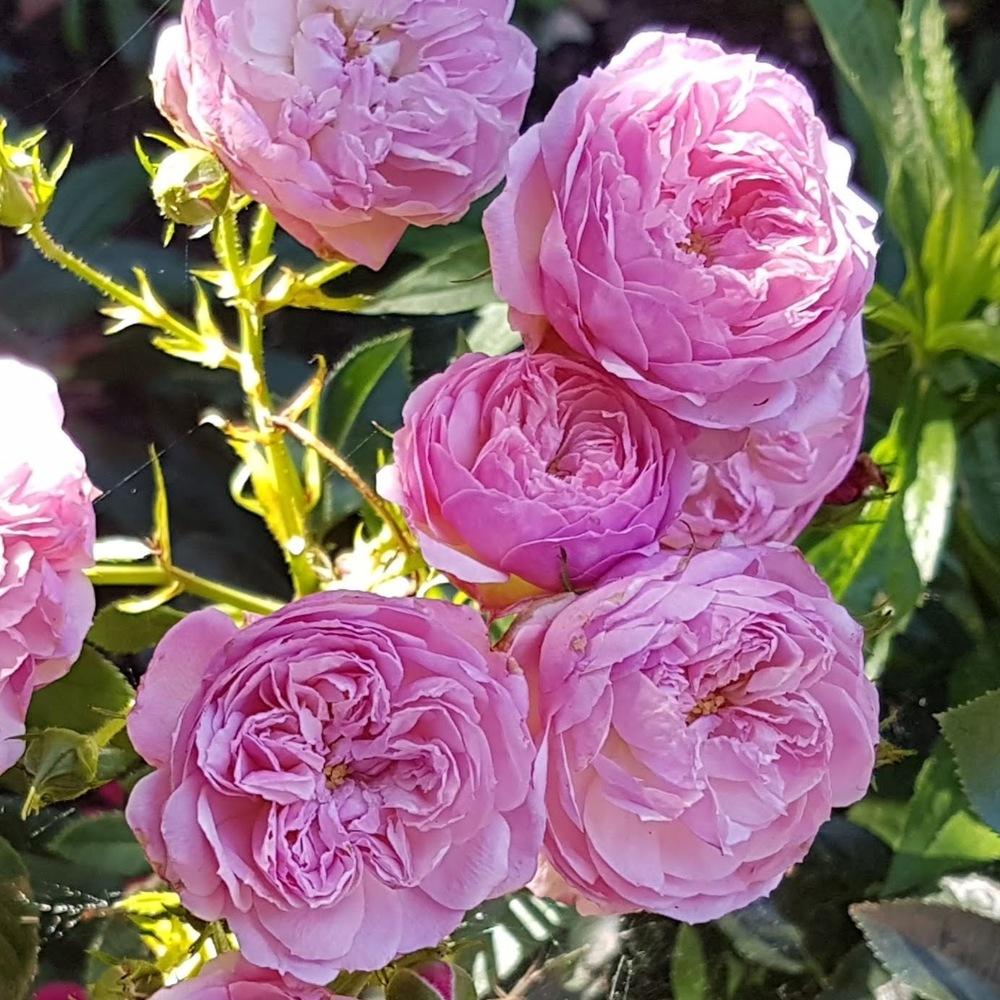 Rose (Rosa 'Queen's London Child') in the Roses Database - Garden.org