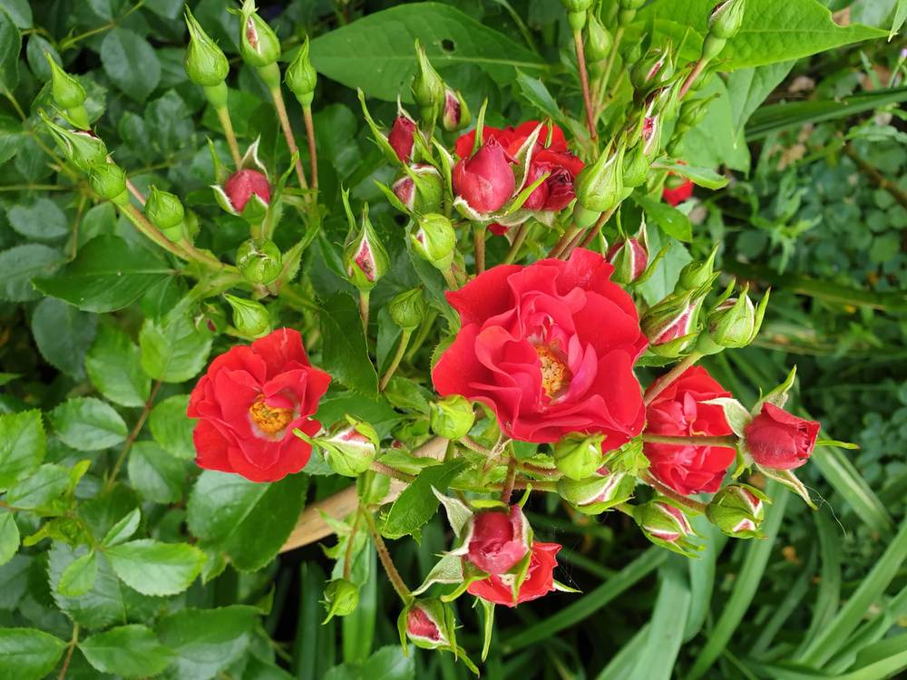 Photo of the bloom of Rose (Rosa 'Canzonetta') posted by rolliekins ...