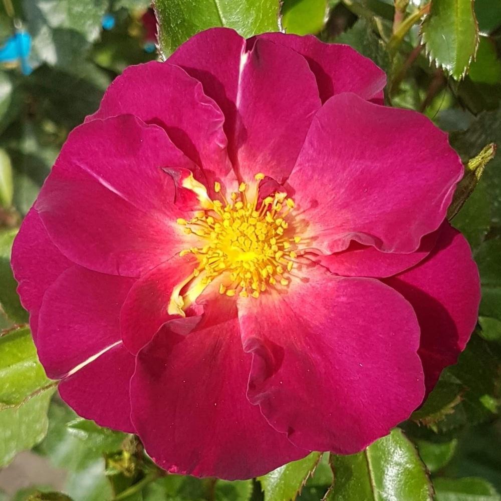 Rose (Rosa 'Harry Potter') in the Roses Database - Garden.org