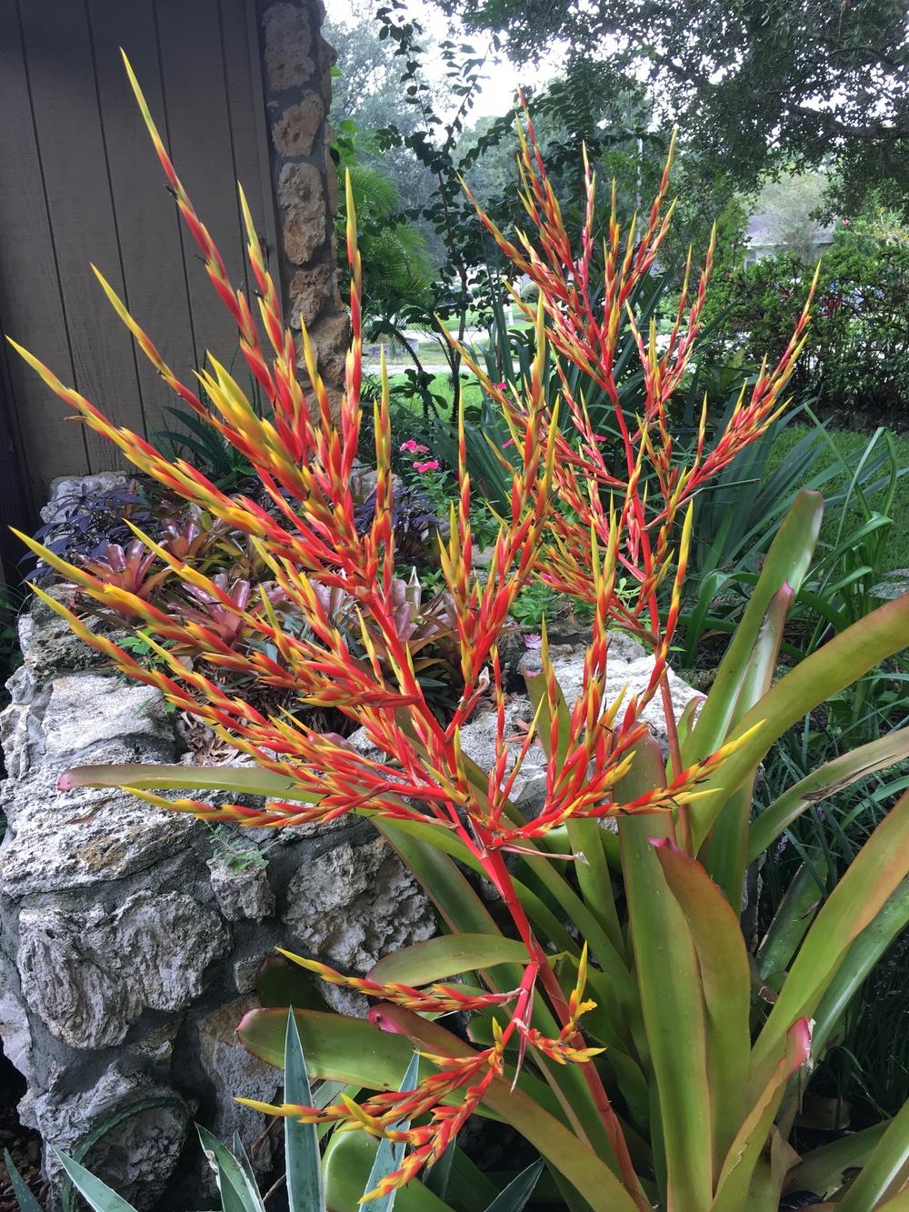 Bromeliad (Aechmea blanchetiana) - Garden.org
