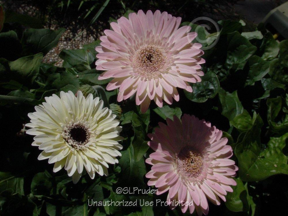 Photo of the bloom of Gerbera Daisy (Gerbera 'Lollipop Coconut') posted ...