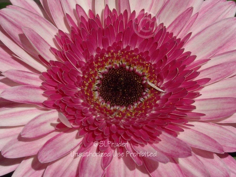 Photo of the stamens, filaments and pistils of Gerbera Daisy (Gerbera ...