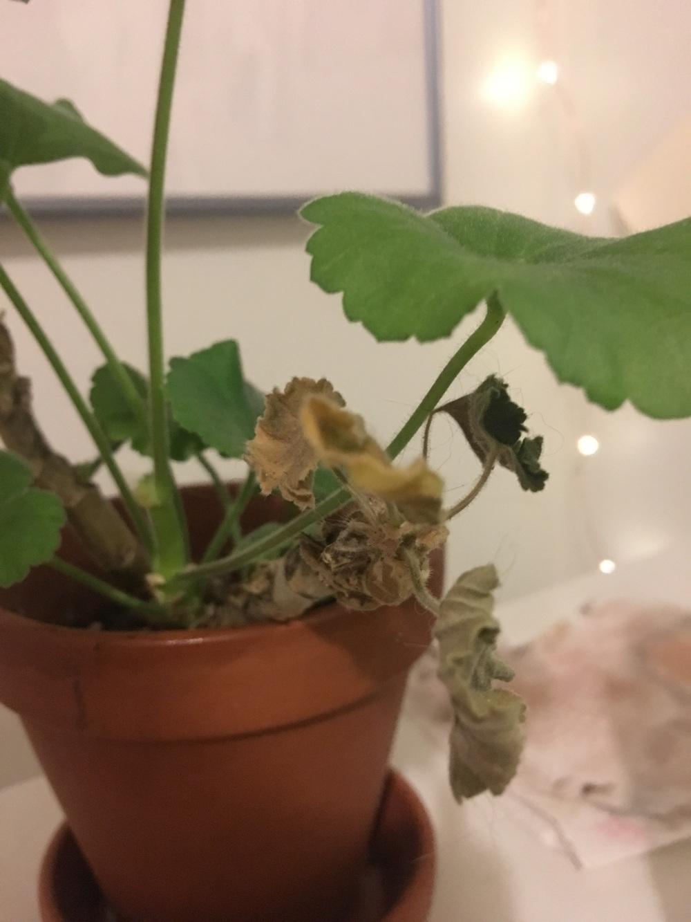 My geranium leaves are drying up ? (It's that time of year again) in ...