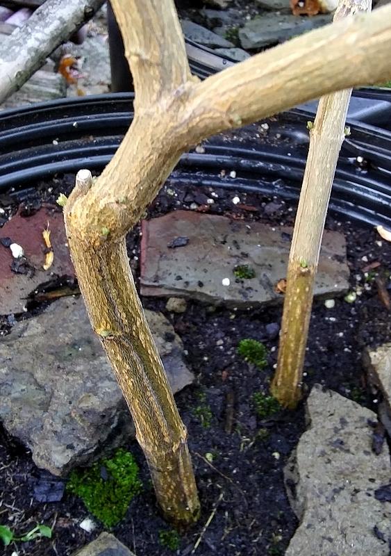 Photo of the stem, scape, stalk or bark of Red Porterweed ...