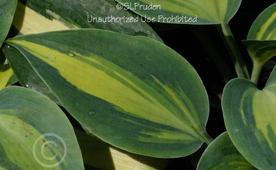 Photo of the leaves of Hosta 'Just June' posted by DaylilySLP - Garden.org